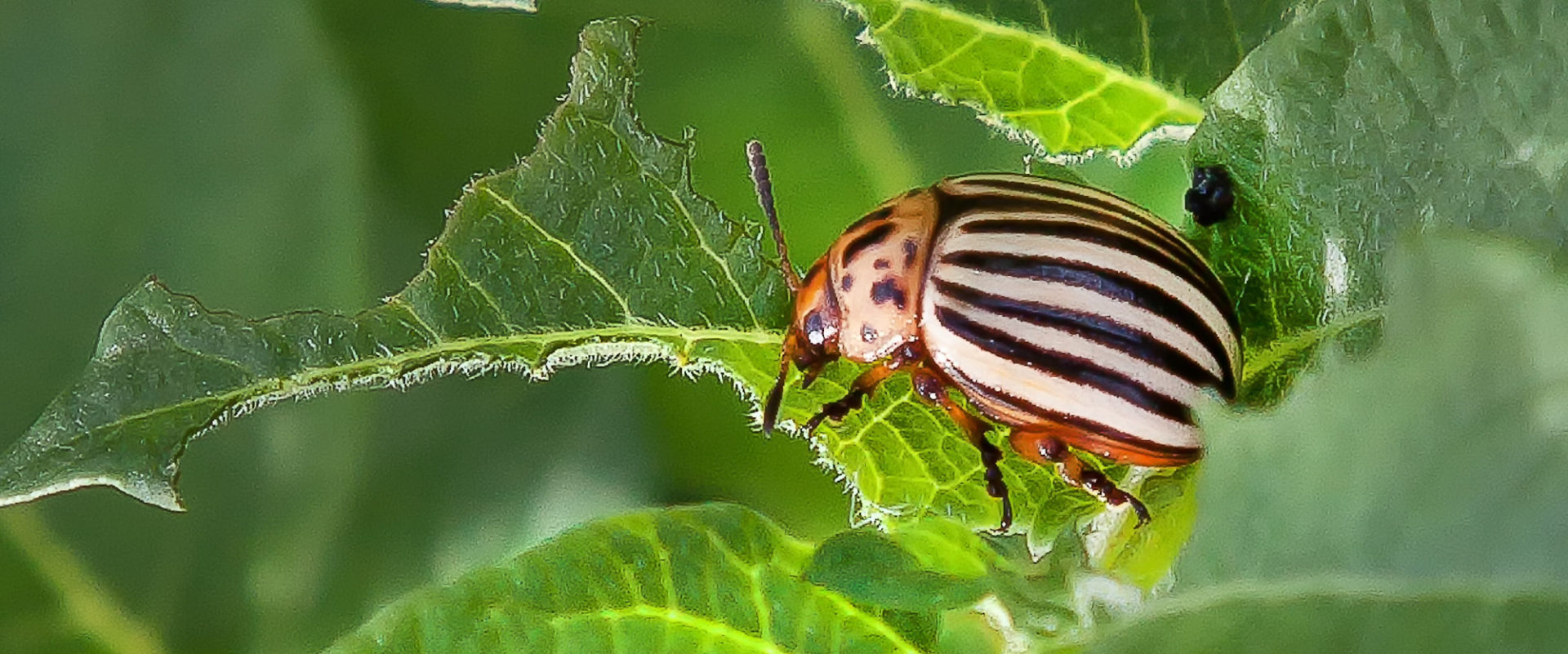 potato beetle - BioBee