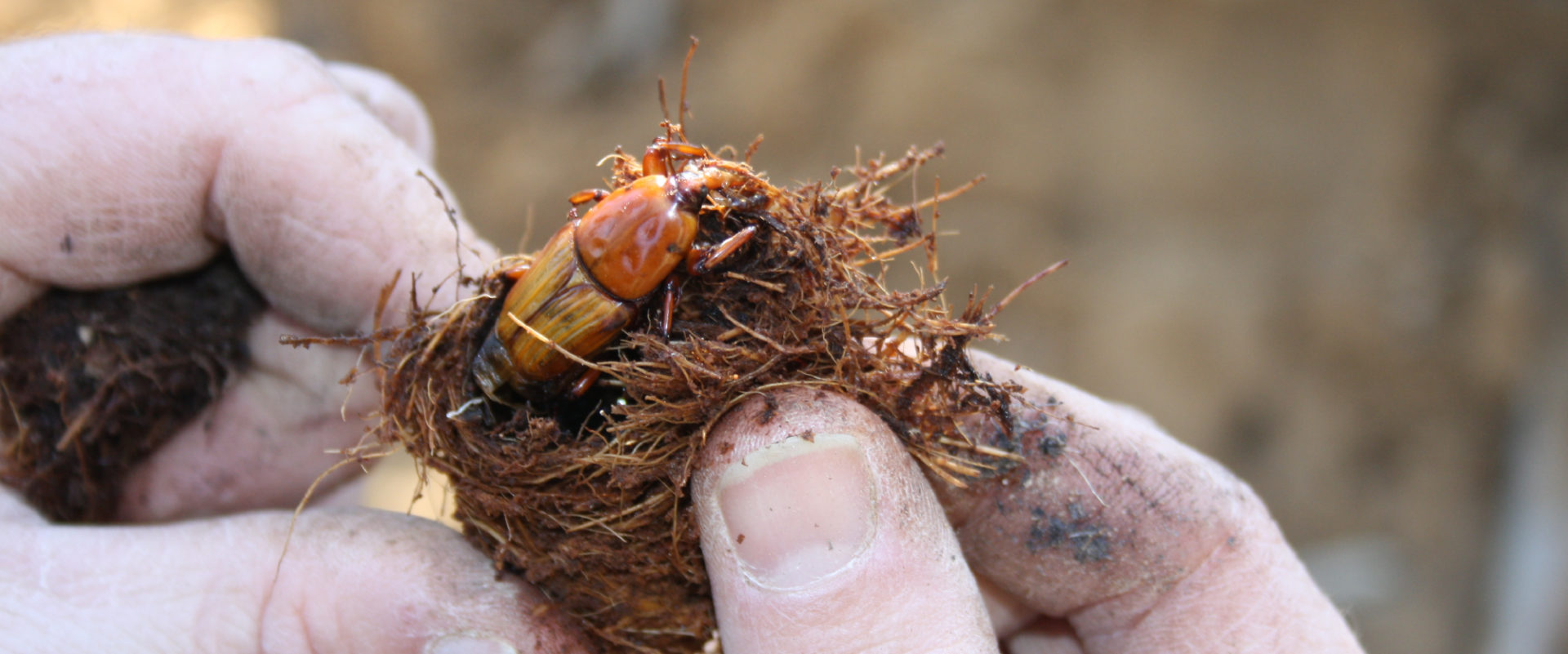 red palm weevil - BioBee