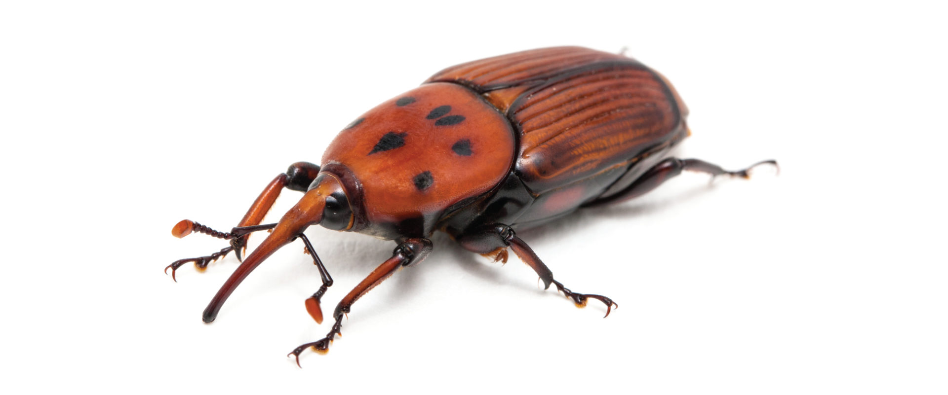 red palm weevil biobee - BioBee