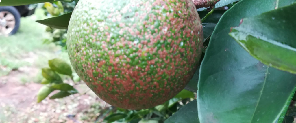 red scale damage - BioBee