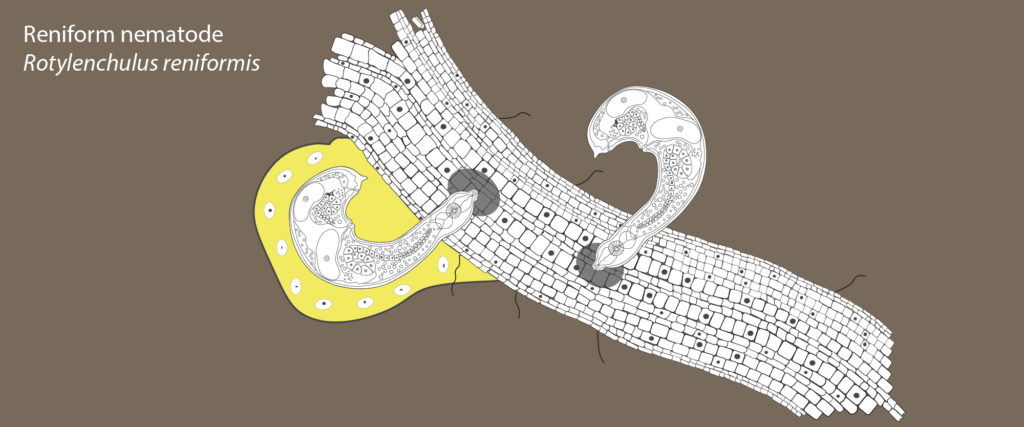 reniform nematodes - BioBee