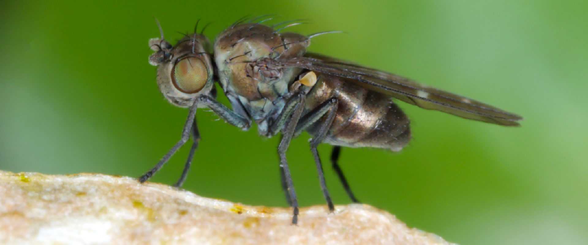 shore fly up close - BioBee