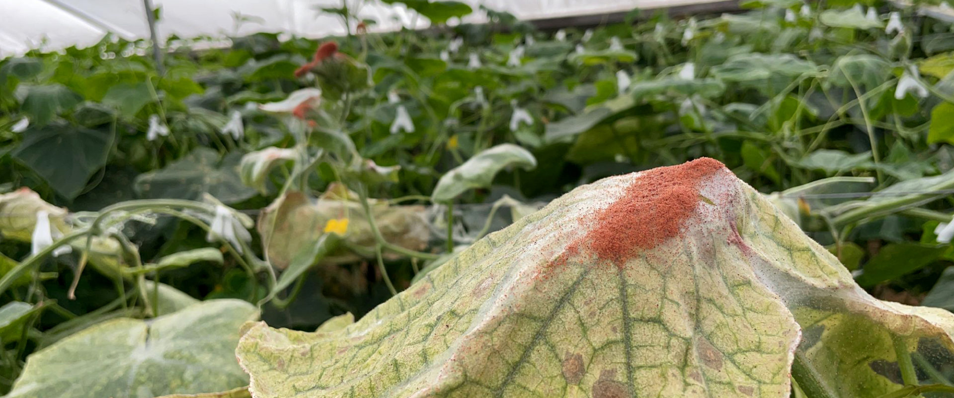 spider mites on cucumber - BioBee