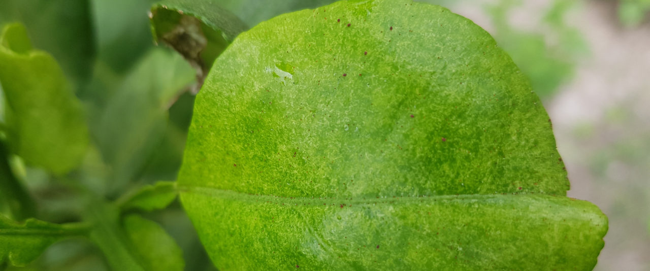 tree fruit red spider mite damage - BioBee