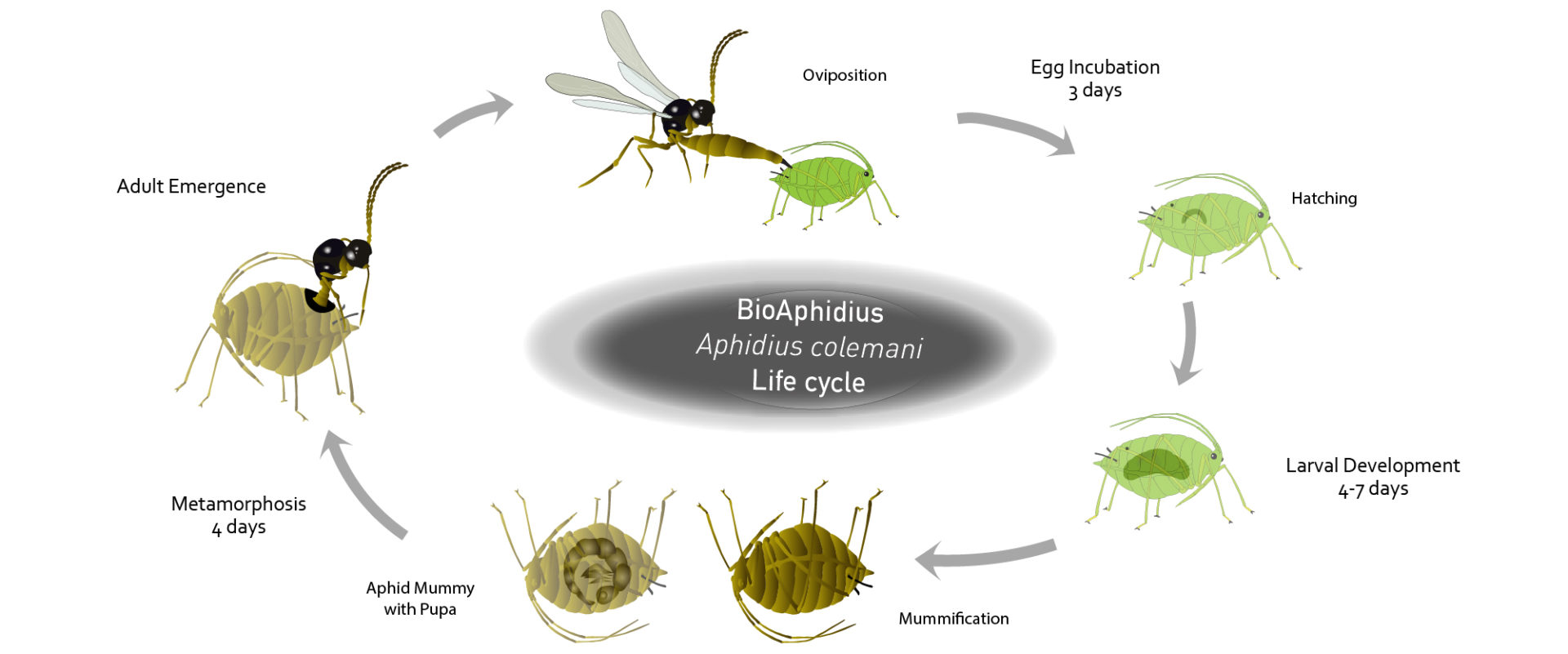 BioAphidius life cycle - BioBee
