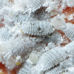Pests Archive - BioBee
