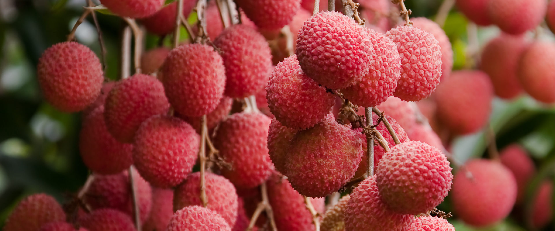 Litchi tree - BioBee