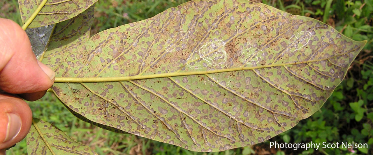 Persea mite damage on avocado - BioBee
