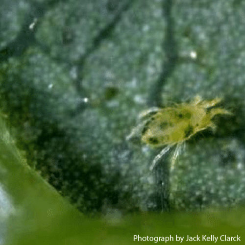 Pests Archive - BioBee