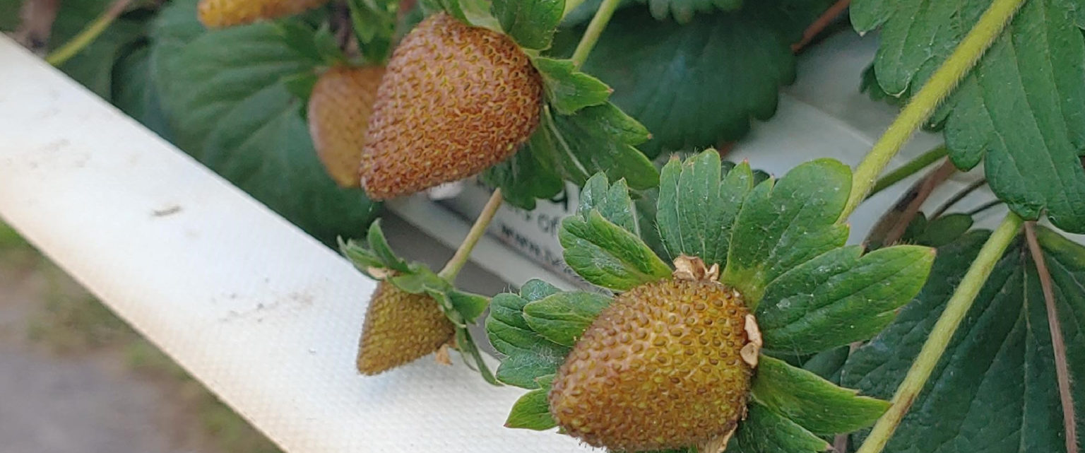 Strawberry damage by thrips - BioBee