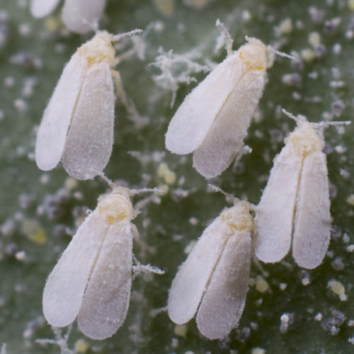 general whitefly main - BioBee