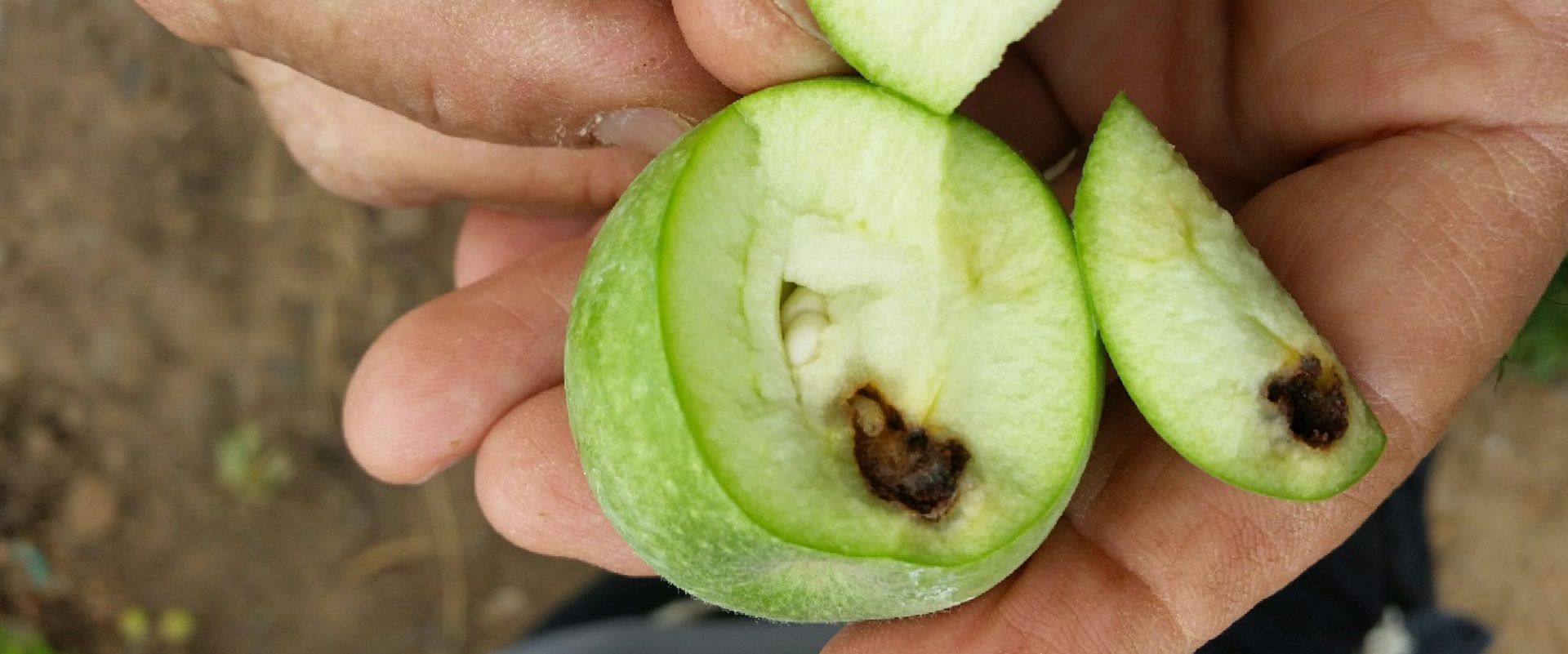 medfly damage - BioBee