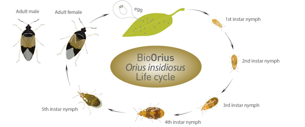 orius insidiosus life cycle - BioBee