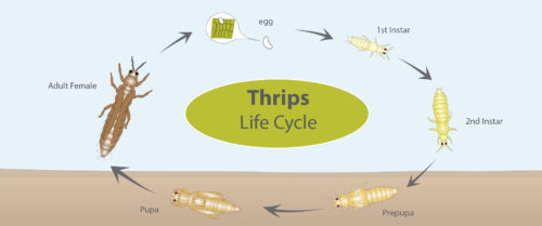 thrips life cycle - BioBee