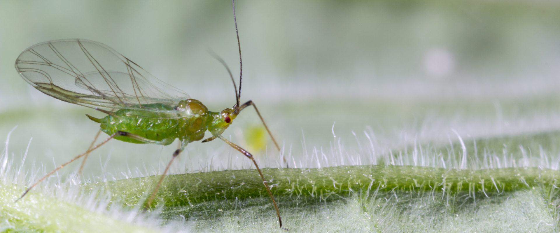 winged potato aphid - BioBee