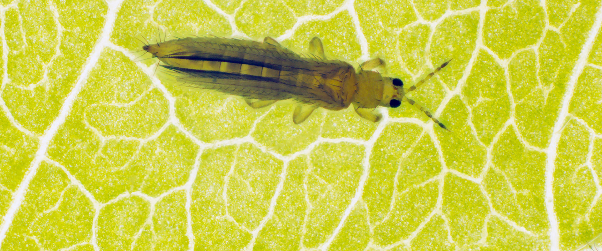 winged tobbaco thrips - BioBee