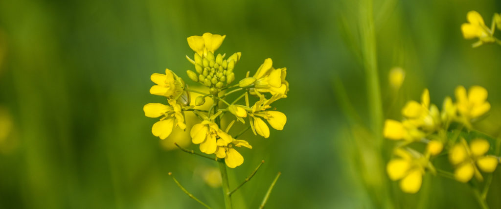 Mustard flower - BioBee