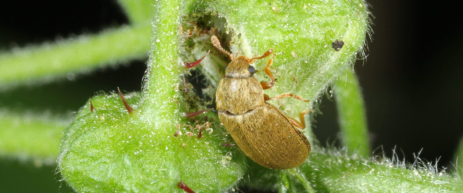 Raspberry fruitworm adult - BioBee