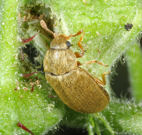 Raspberry fruitworm main - BioBee