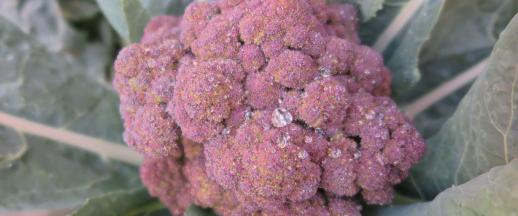 Red broccoli - BioBee