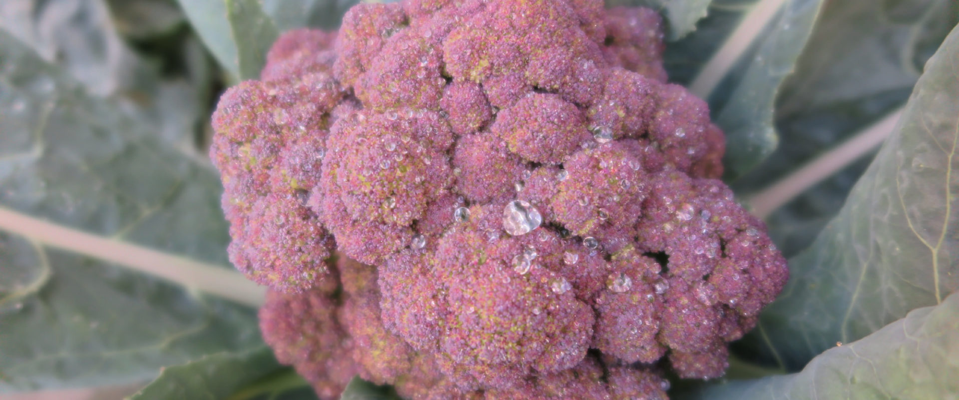 Red broccoli - BioBee