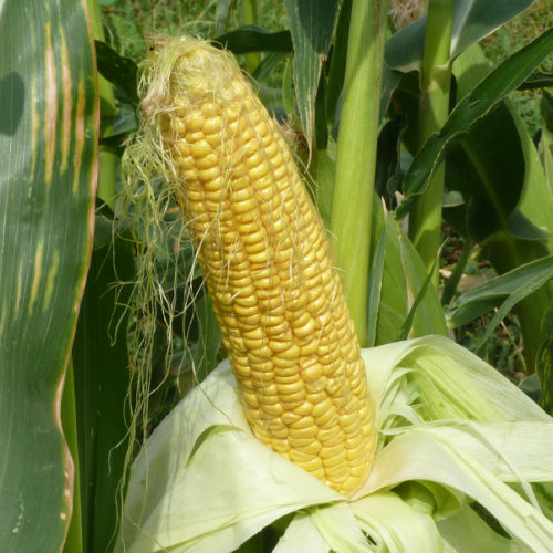 Sweet corn main - BioBee