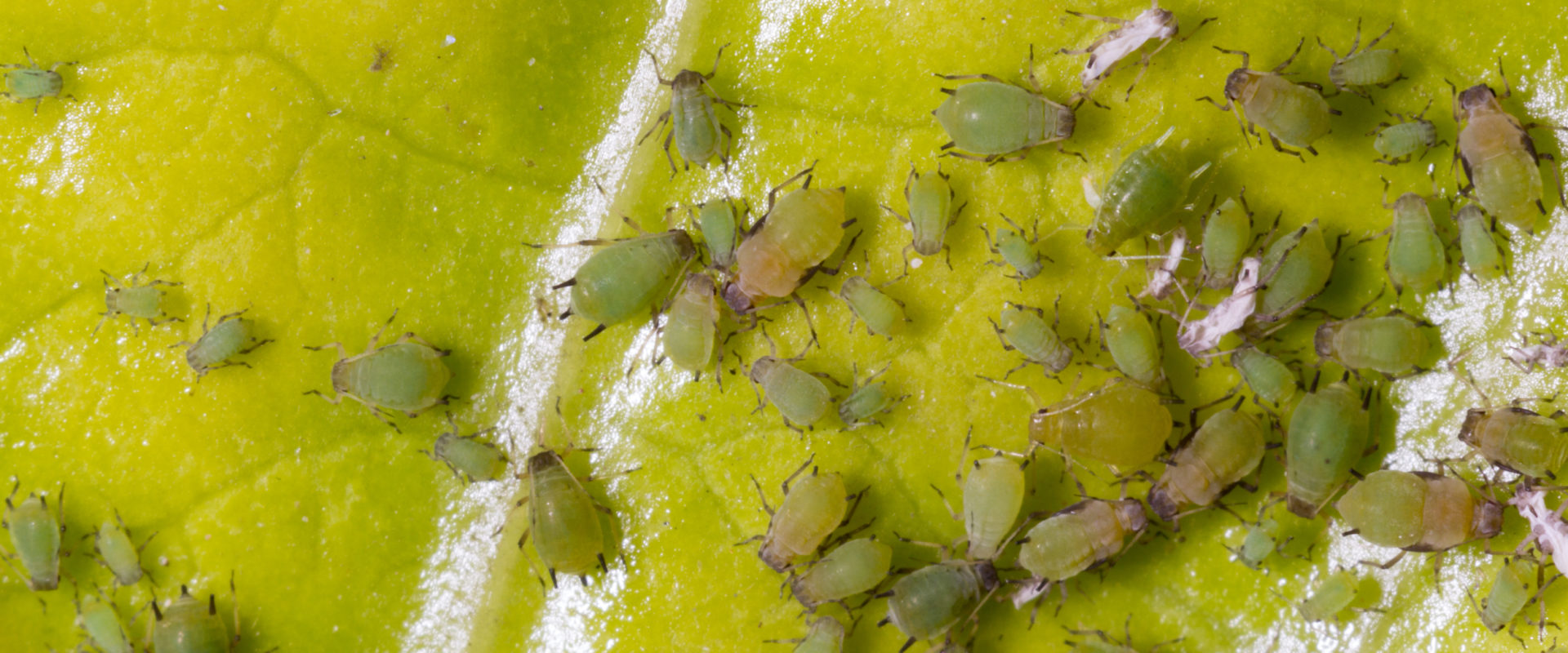 Aphis spiraecola - BioBee