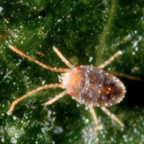 Bryobia rubrioculus M - BioBee