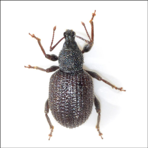 Gorgojo de la frutilla Main1 - BioBee