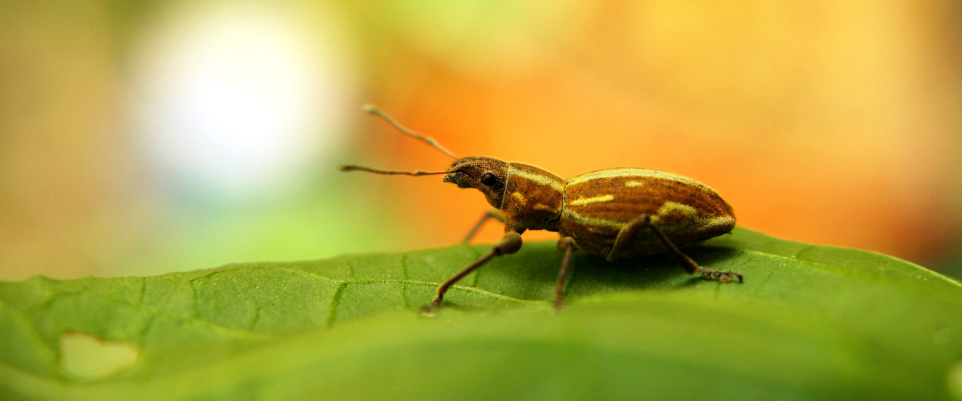 Naupactus Xanthografus - BioBee