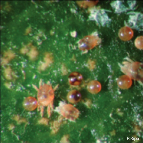 Pests Archive - BioBee