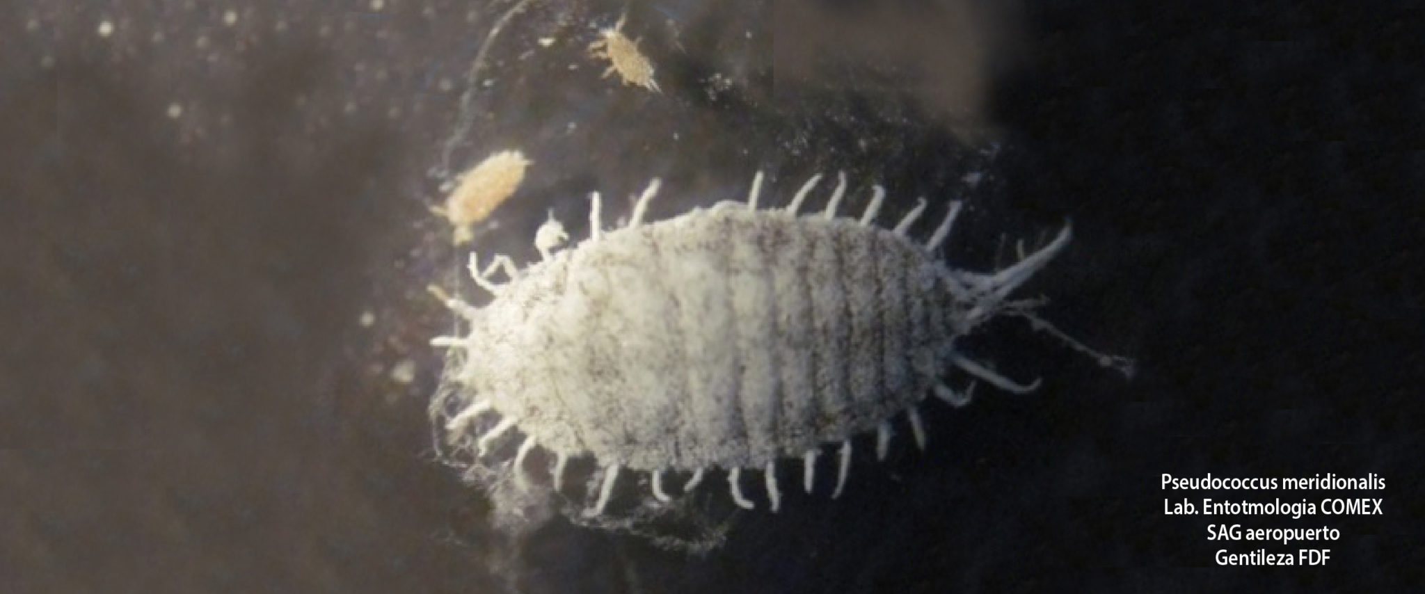 Pseudococcus meridionalis - BioBee