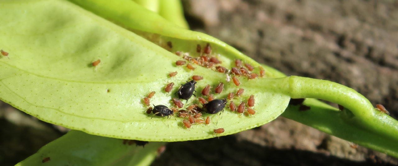 Toxoptera aurantii - BioBee