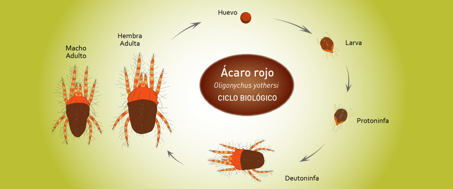 Life cycle Oligonychus yothersi - BioBee