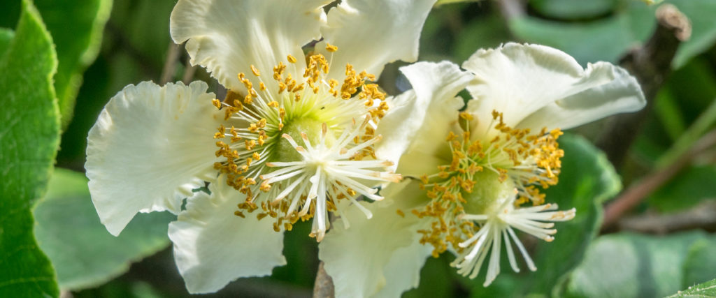 kiwi flower - BioBee
