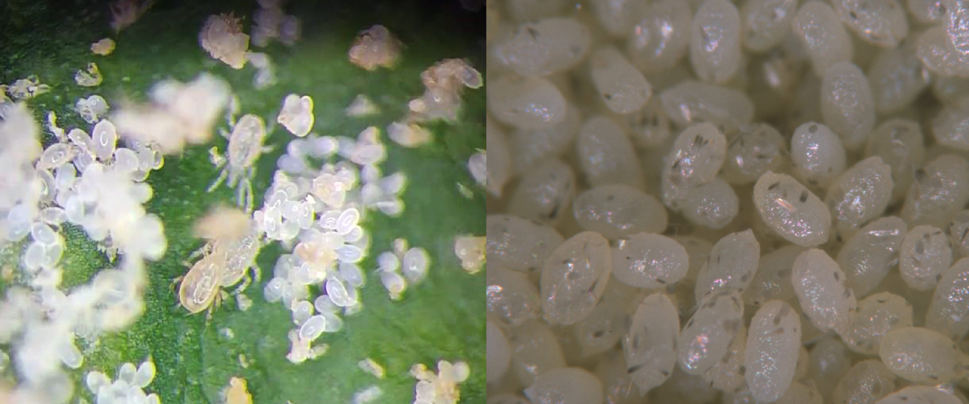 Insect Feed - BioBee