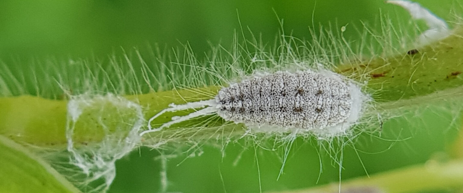 Ferrisia virgata 1 - BioBee